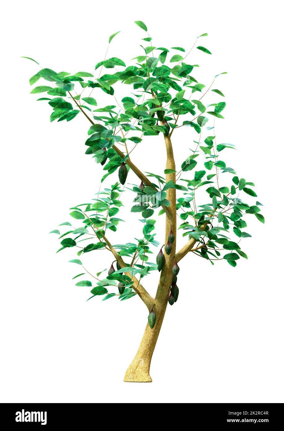 Cacao tree leaf Cut Out Stock Images & Pictures - Alamy