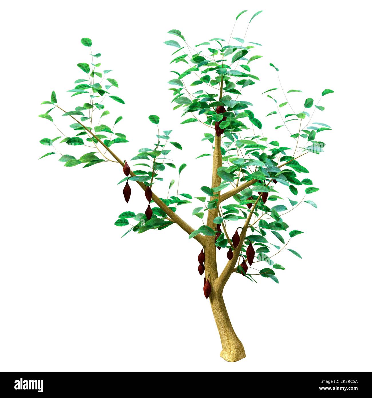 Cacao tree leaf Cut Out Stock Images & Pictures - Alamy