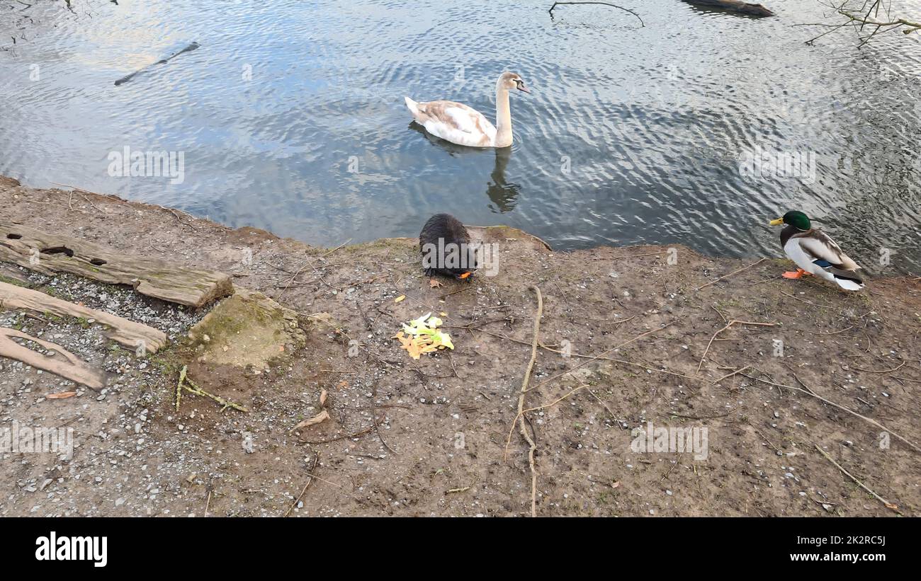 Nutria close up. Very funny coypu portrait. Singing nutria Stock Photo ...