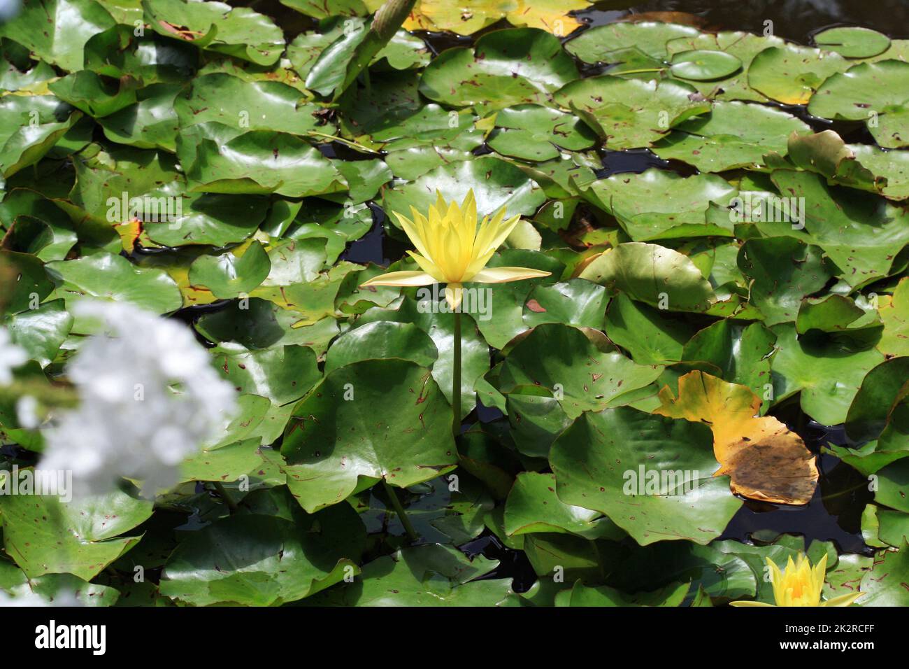 Yellow water lily nymphea hi-res stock photography and images - Alamy