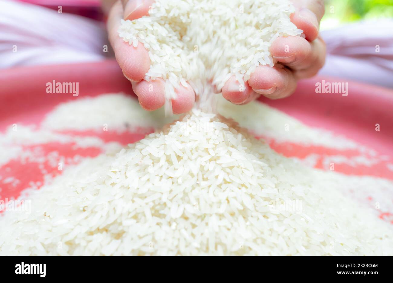 Woman hand holding rice and falling from hand to red plastic tray. Raw ...
