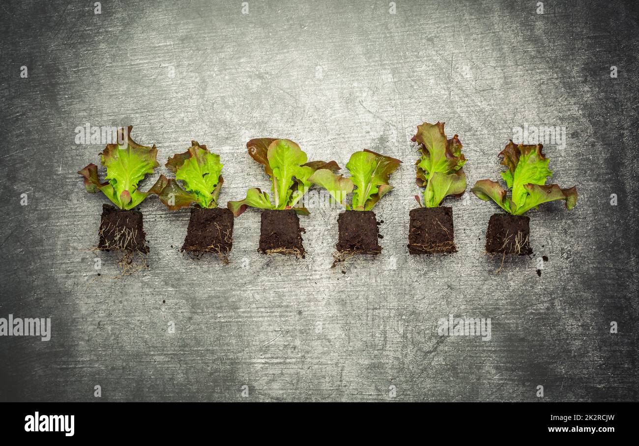 Vegetable propagation and replanting seedling concept with flowerpots ...