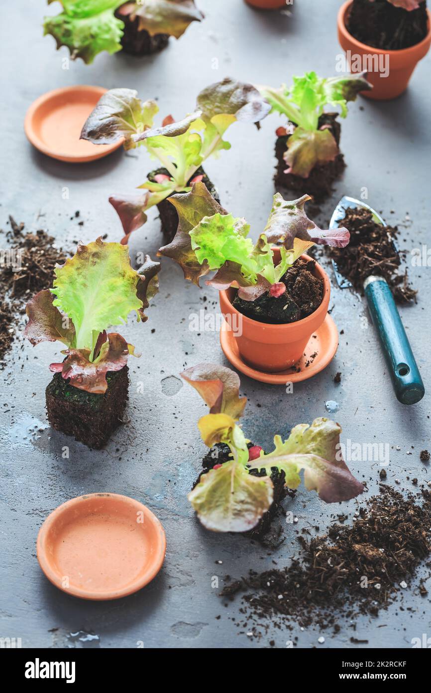 Vegetable propagation and replanting seedling concept with flowerpots ...
