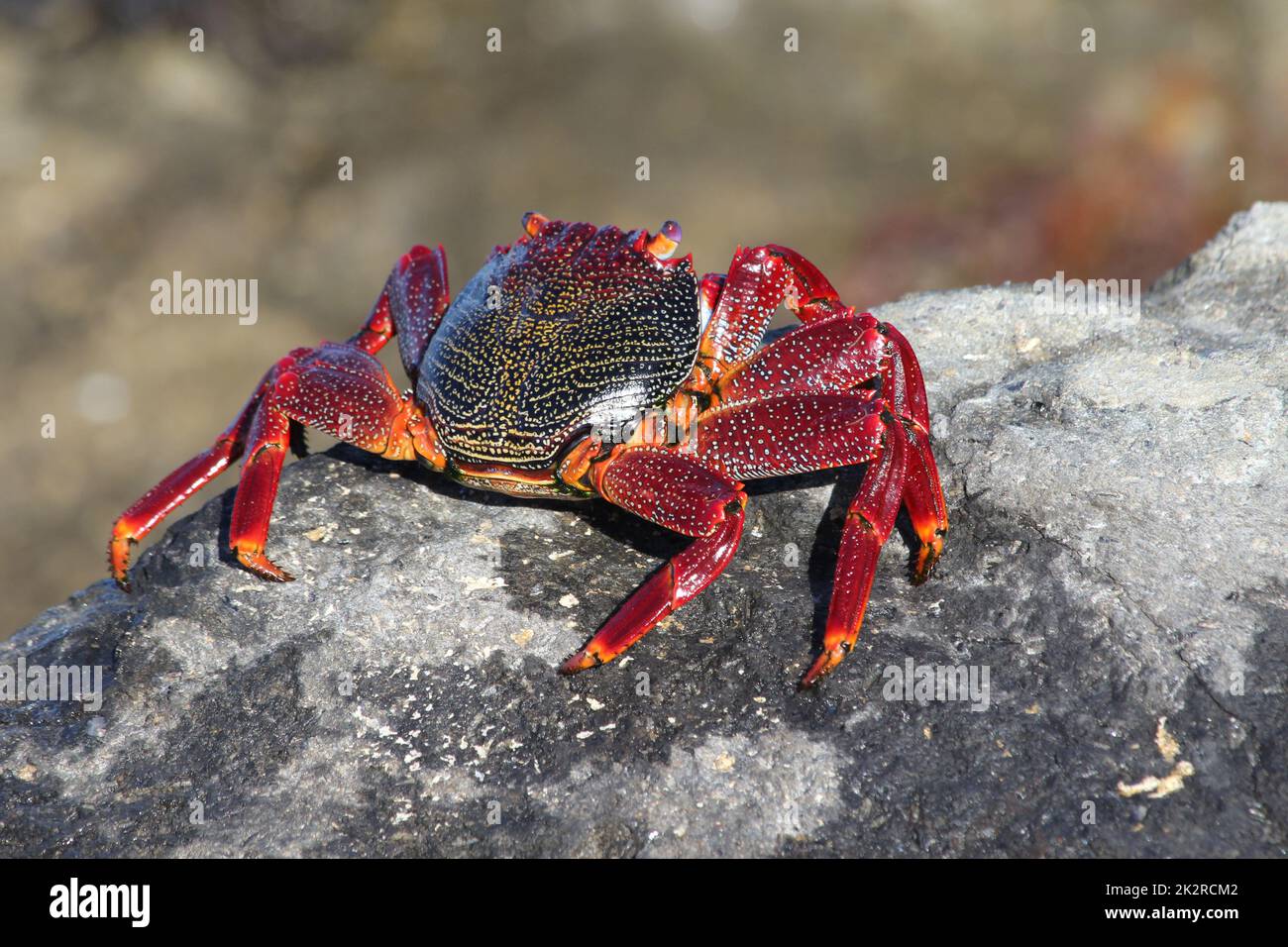 red rock crab Stock Photo - Alamy