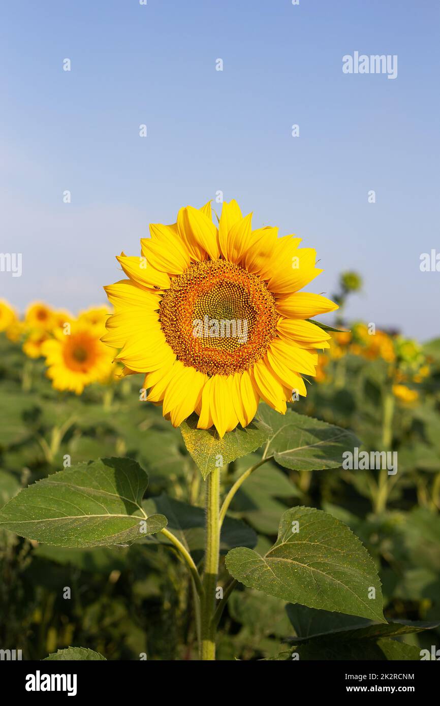A beautiful field of blooming golden sunflowers against a blue sky, one ...