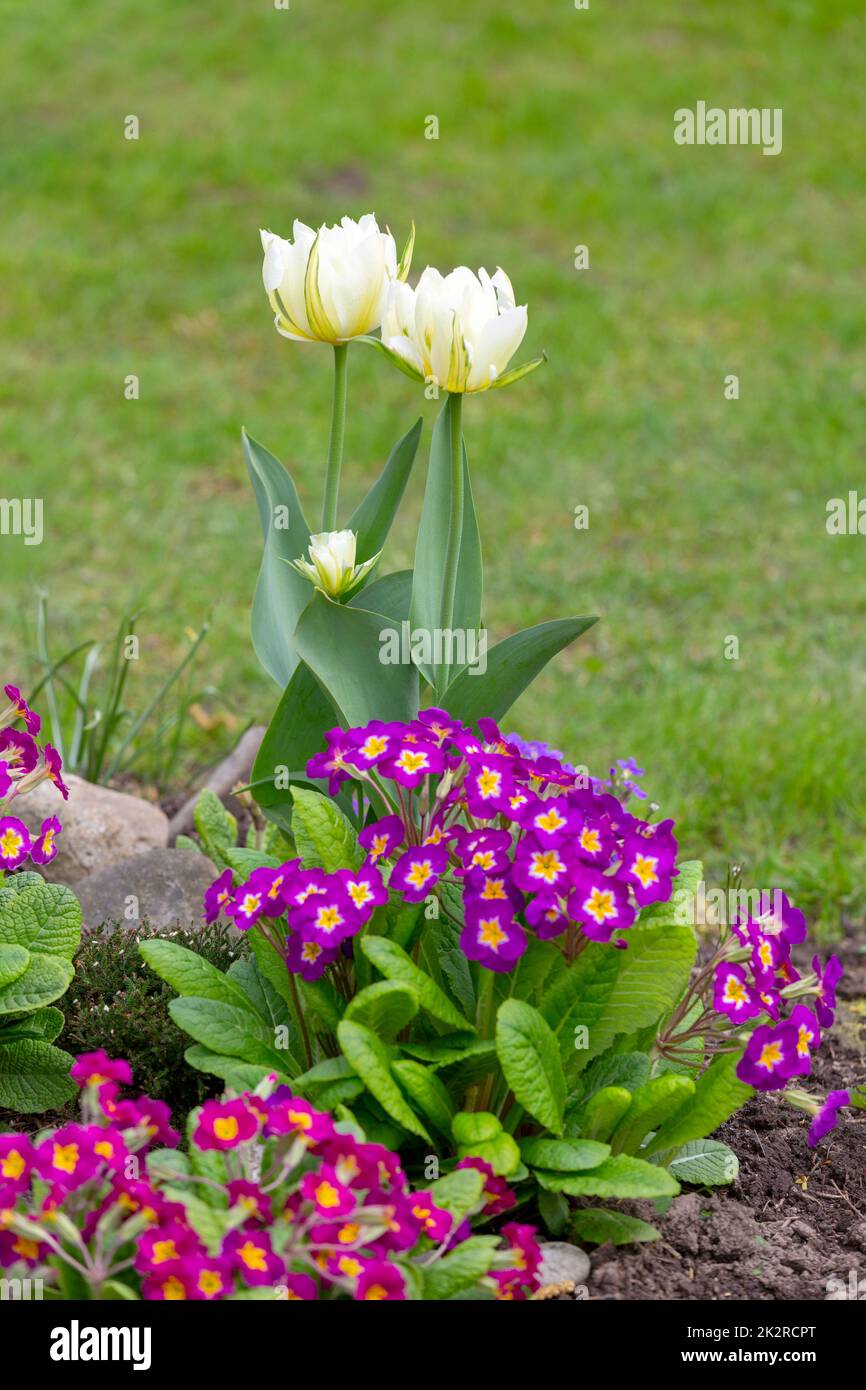 Beautiful spring flowers of white tulips and colorful primulas blooming ...