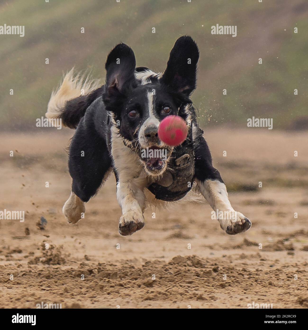 border collie catching and retrieving ball on beach at saltburn, north ...