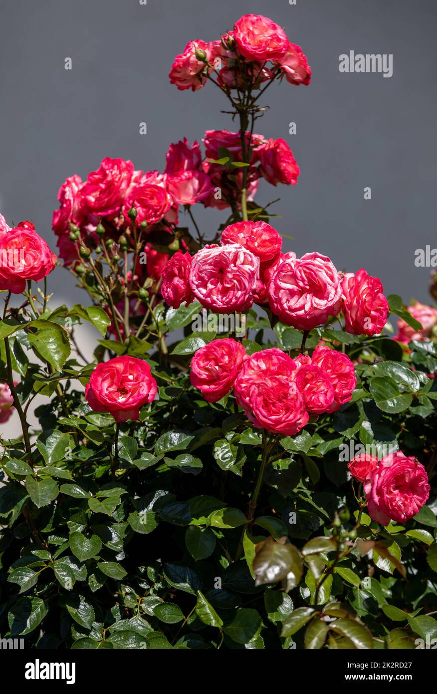 Red Roses on the Branch in the Garden Stock Photo - Alamy