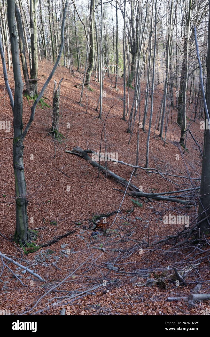 silver-beech tree trunks against the dry leaves Stock Photo - Alamy