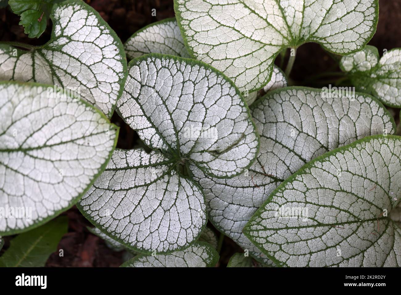 Heartleaf brunnera, Siberian bugloss, Brunnera macrophylla Jack Frost ...