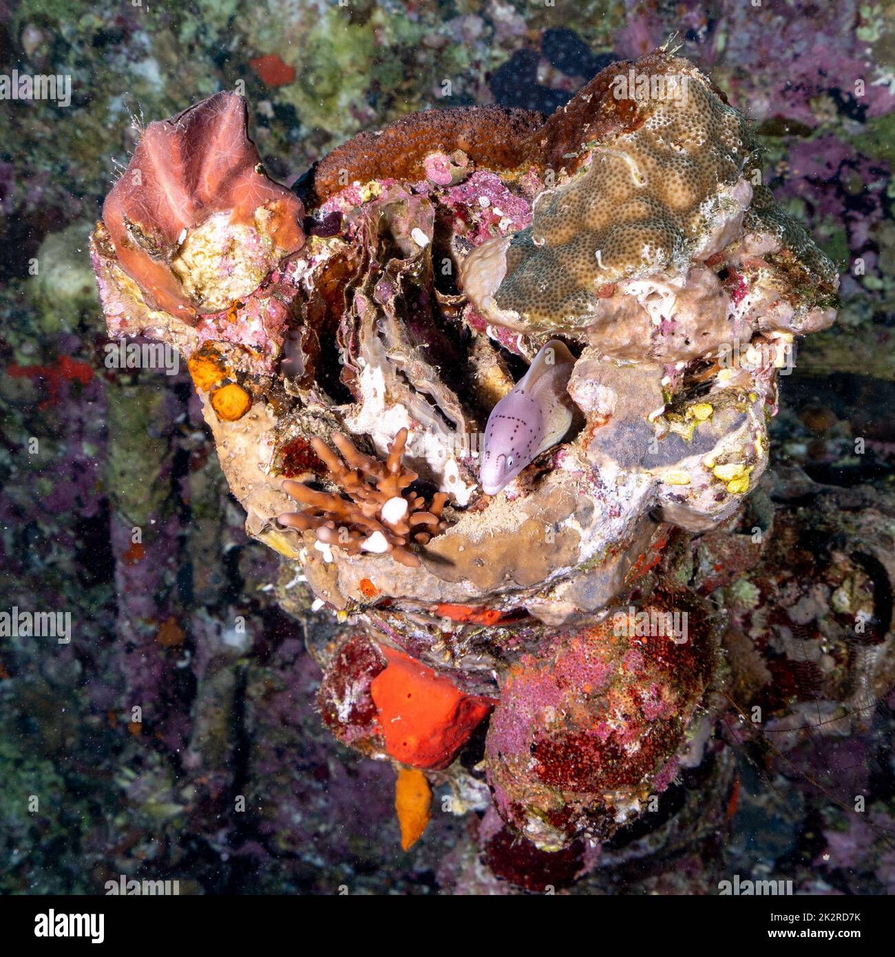 A young moray eel hiding in a small hole in the reef Stock Photo - Alamy