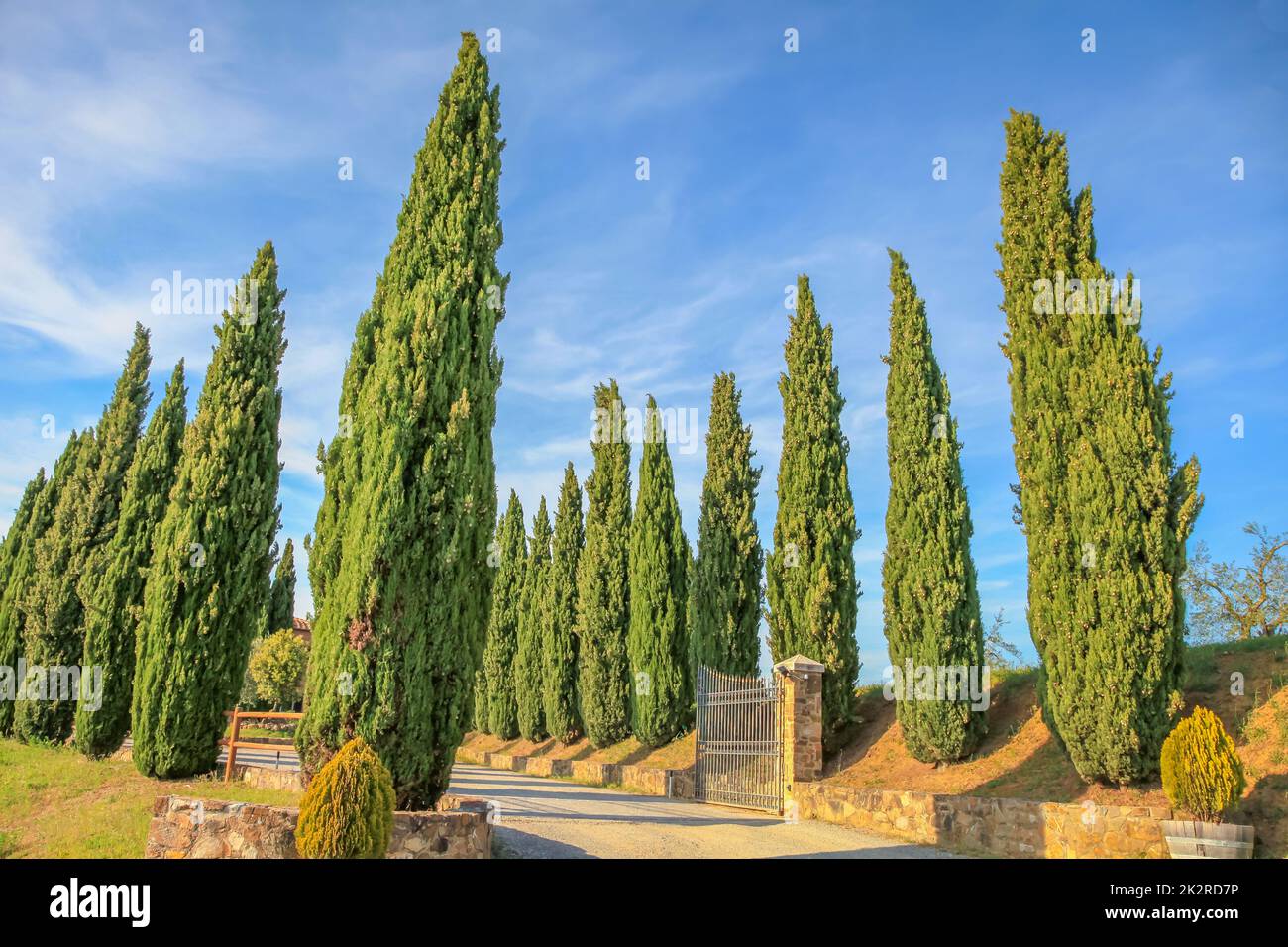 Landscape in Tuscany with italian cypresses in the background Stock ...