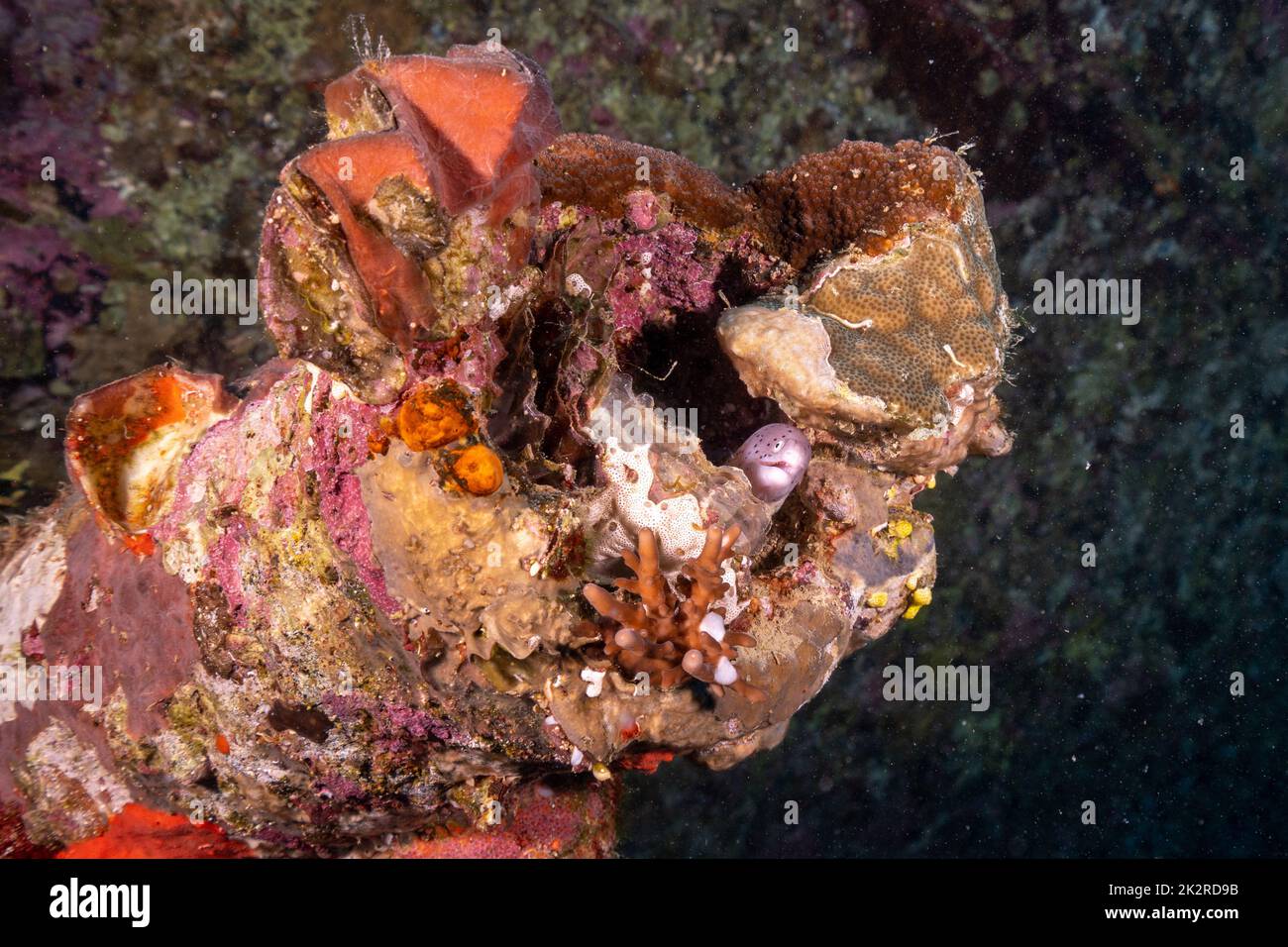 A young moray eel hiding in a small hole in the reef Stock Photo - Alamy