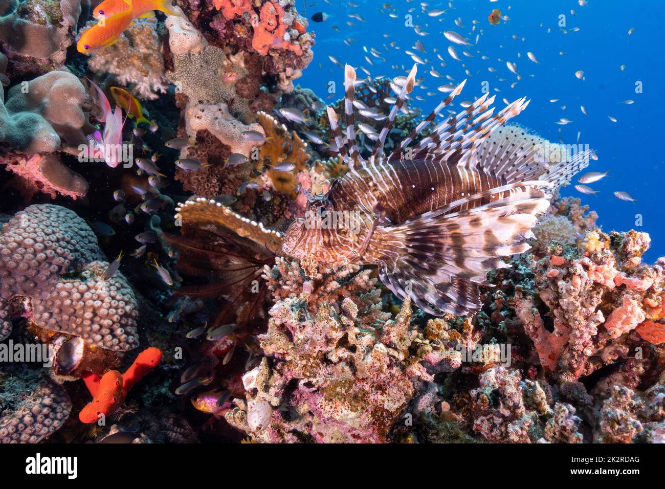 A lionfish swimming around a sharp textured coral reef under the sea ...