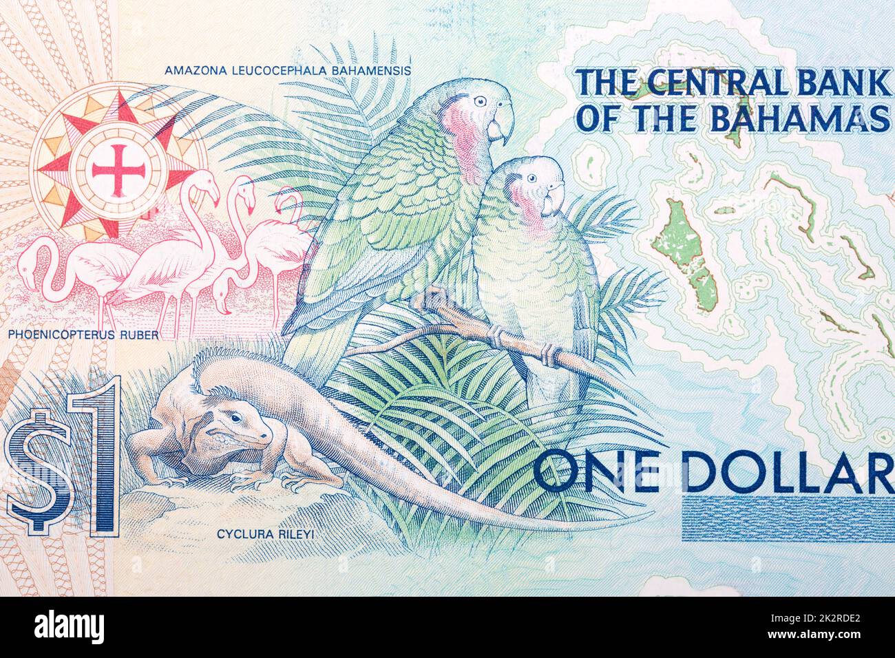 Money lizard hi-res stock photography and images - Alamy