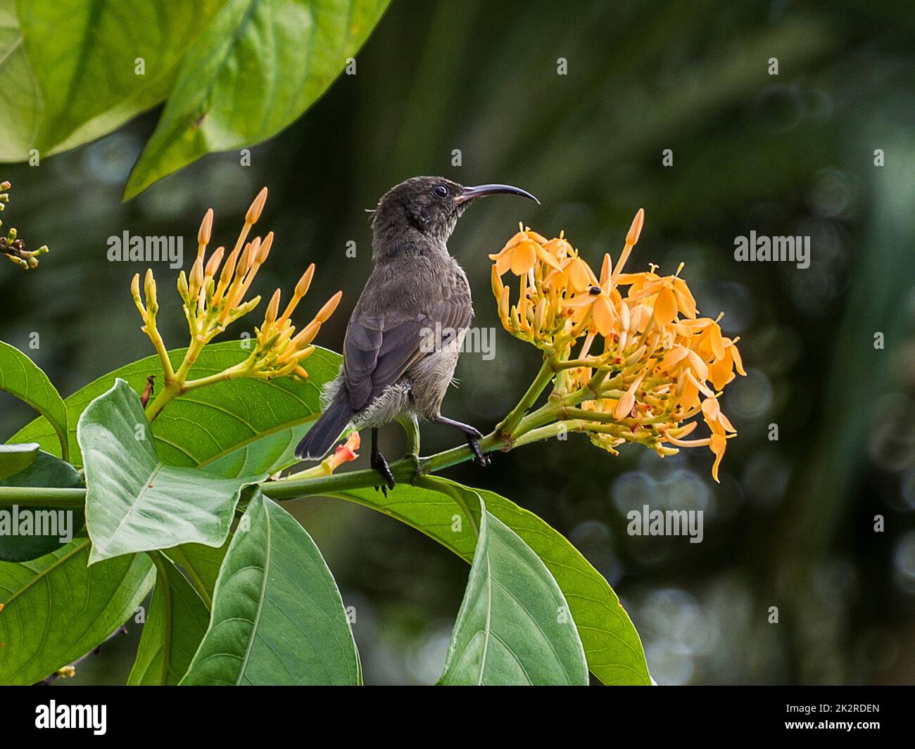 Indian hummingbird hi-res stock photography and images - Alamy