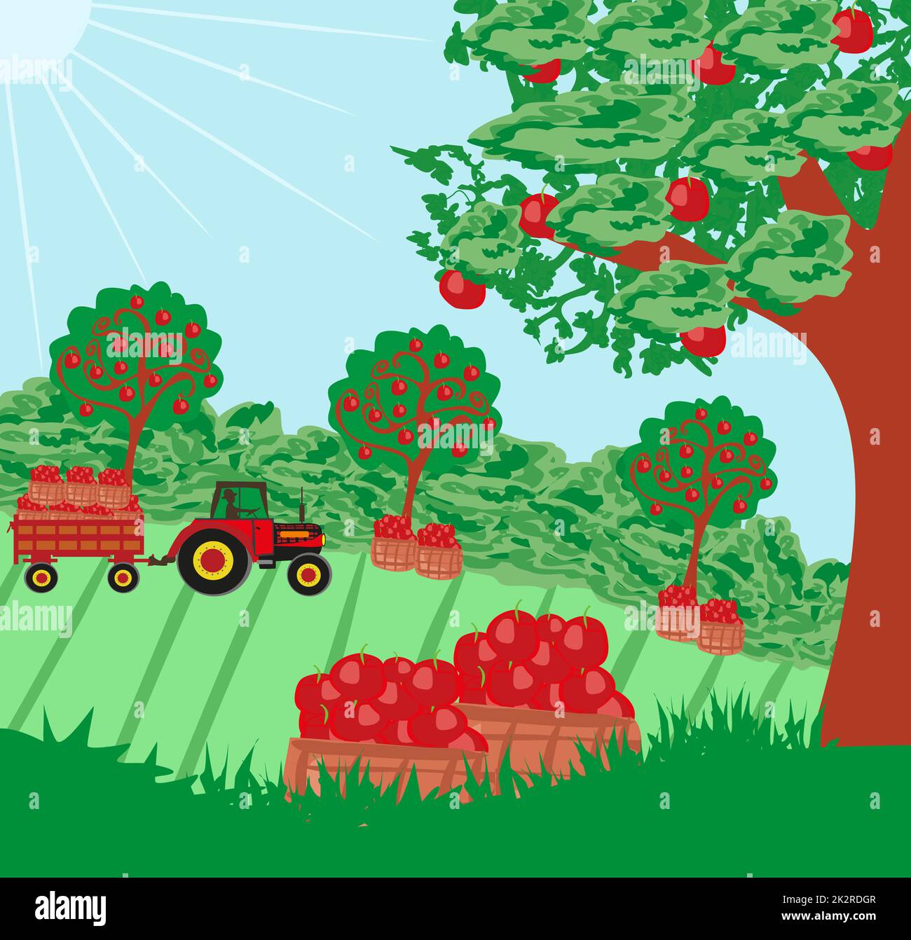 landscape with apple trees and man driving a tractor with a trailer ...