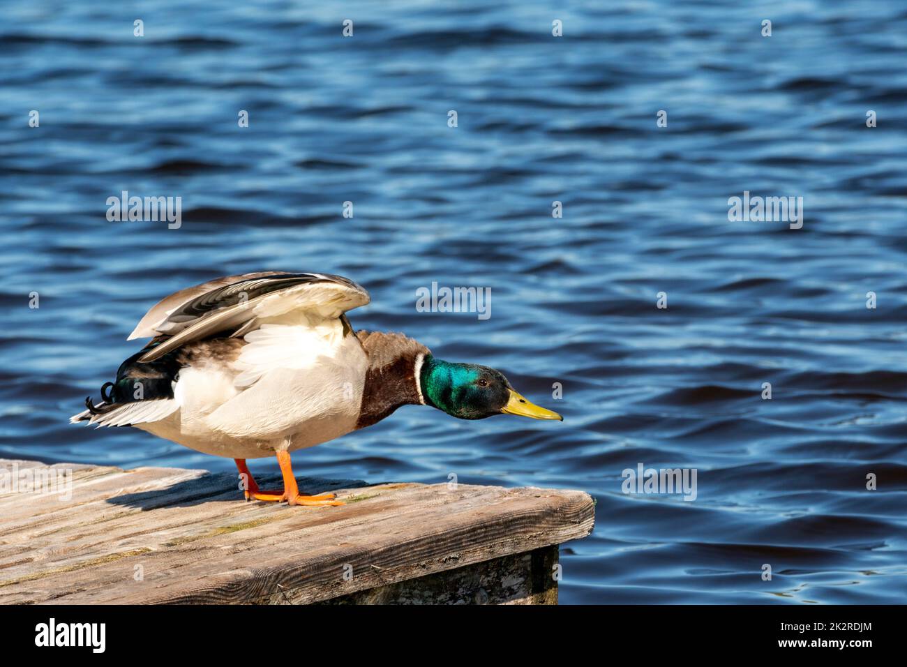 Wild duck resting on lake shore wooden pier Stock Photo - Alamy