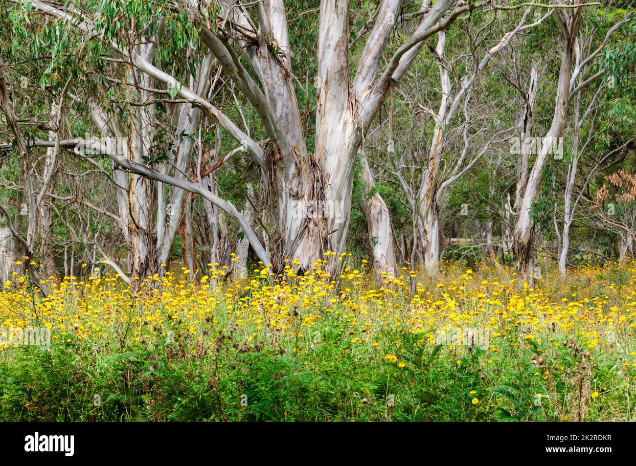 Gum trees - Dorrigo Stock Photo - Alamy