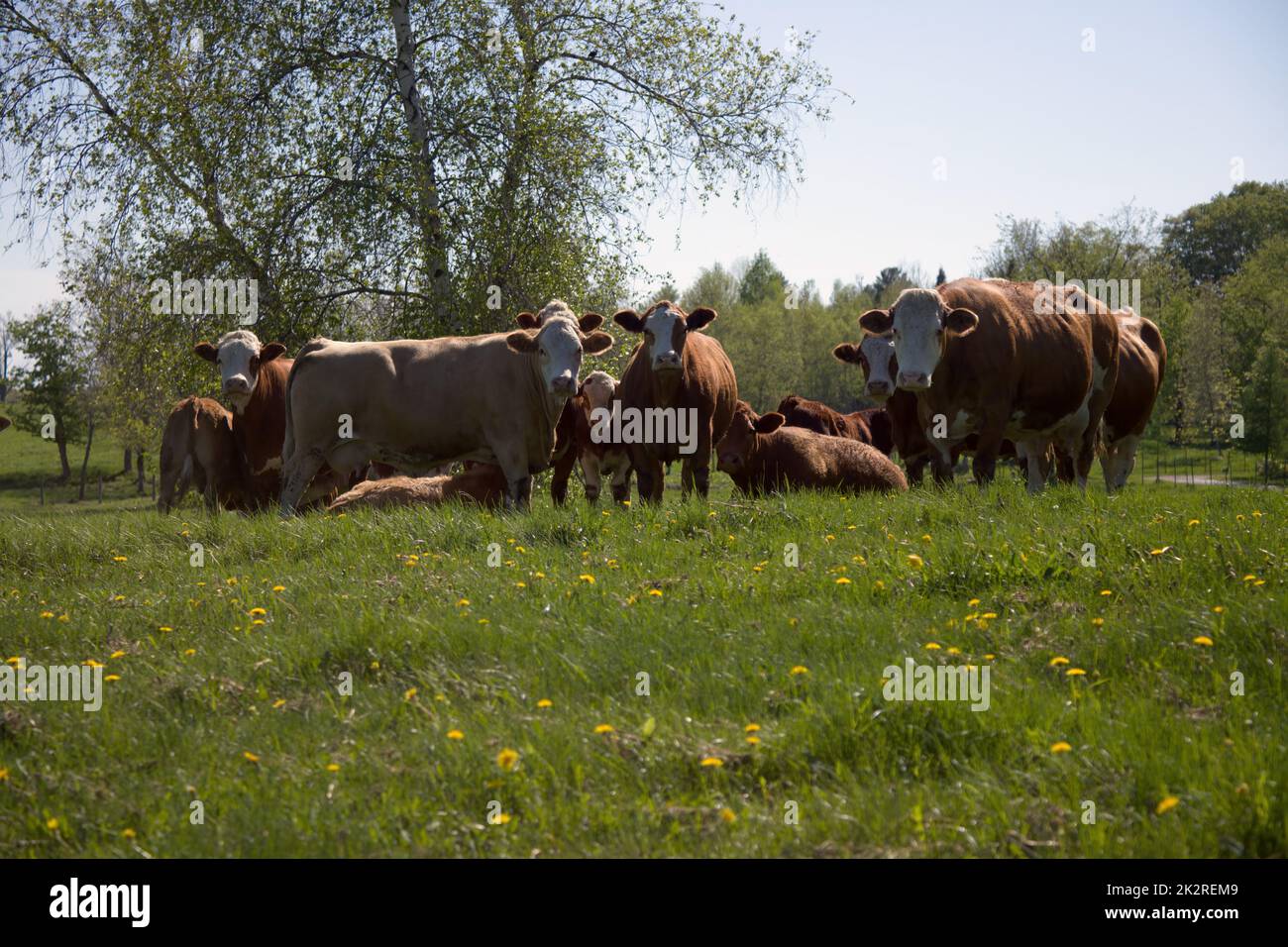 Brown landscape scene hi-res stock photography and images - Alamy