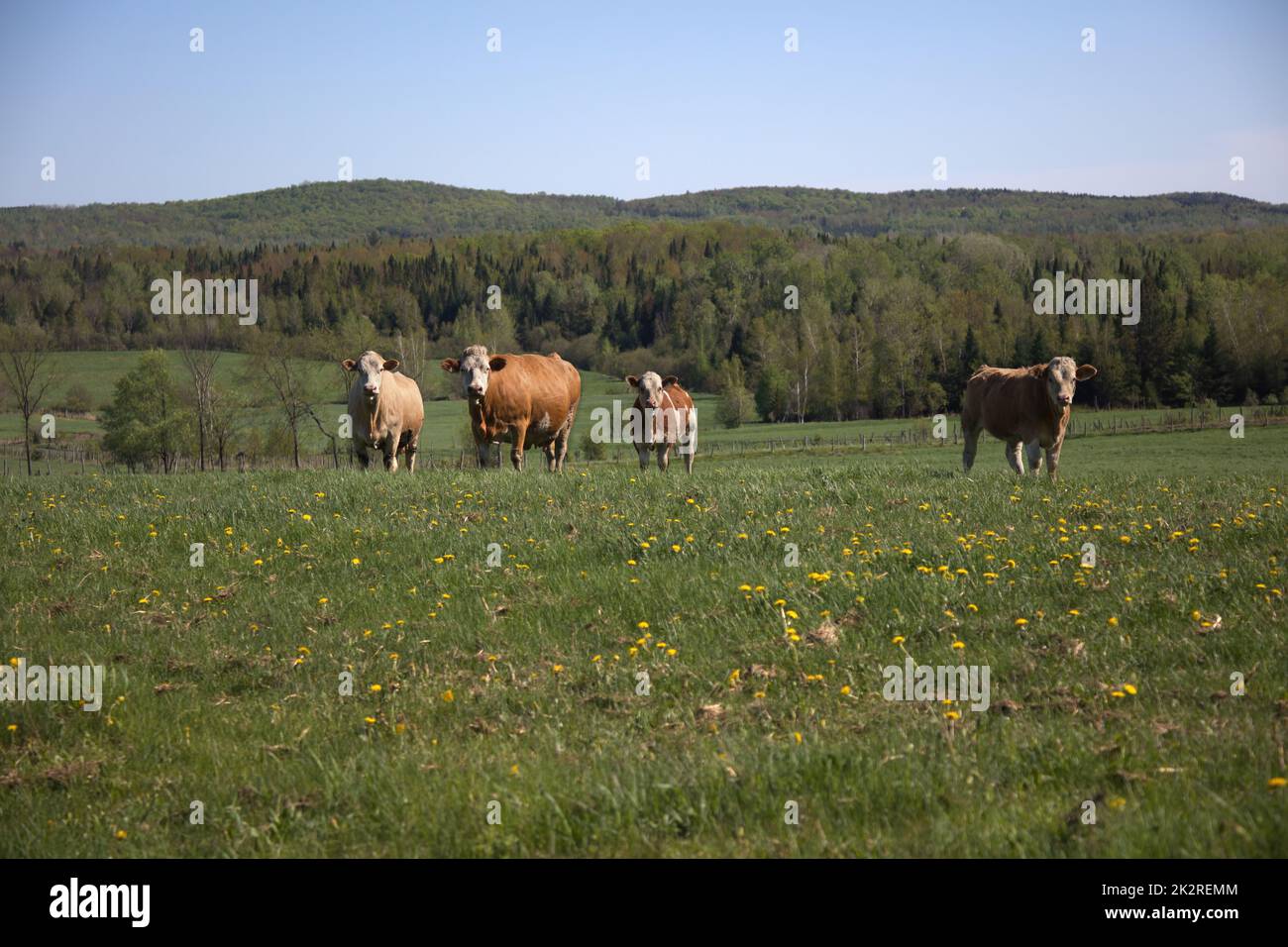 four cows in green field farm animal country agriculture brown ...