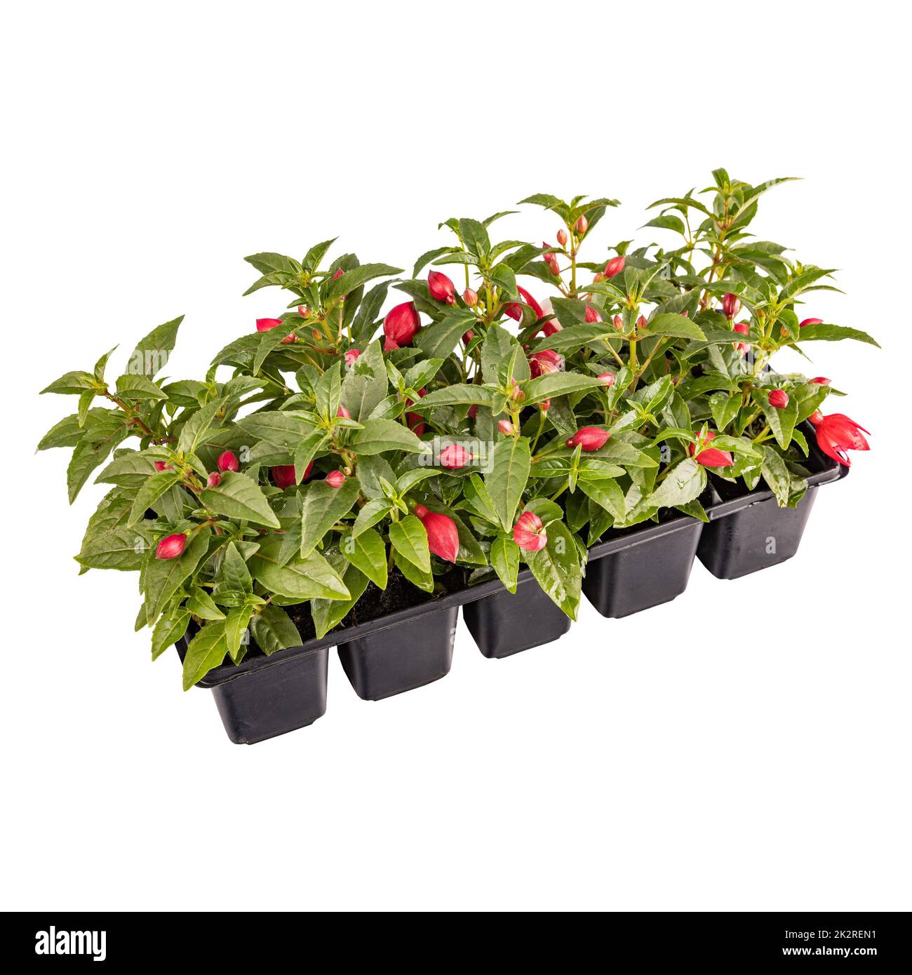 Fuchsia plants Cut Out Stock Images & Pictures - Alamy