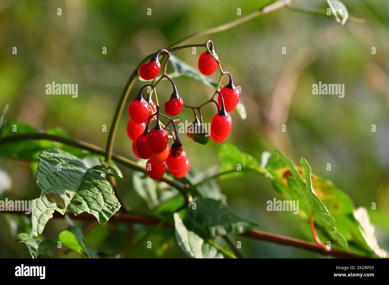 Fruit of the bitter-sweet nightshade Stock Photo - Alamy