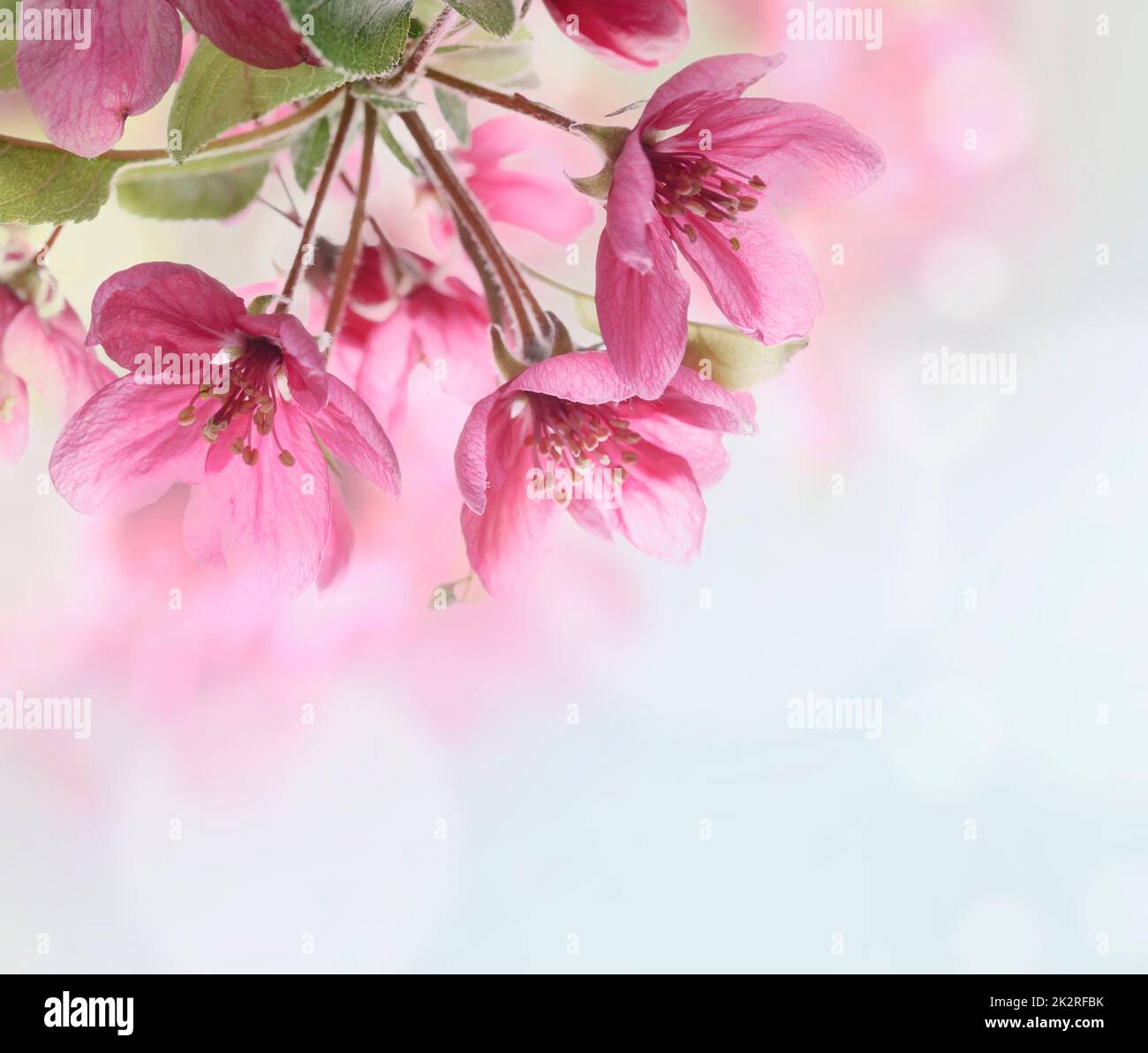 Cherry blossom backdrop hi-res stock photography and images - Alamy