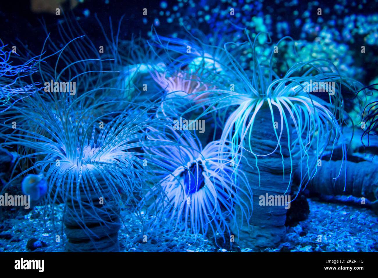 Underwater close up view marine hi-res stock photography and images - Alamy