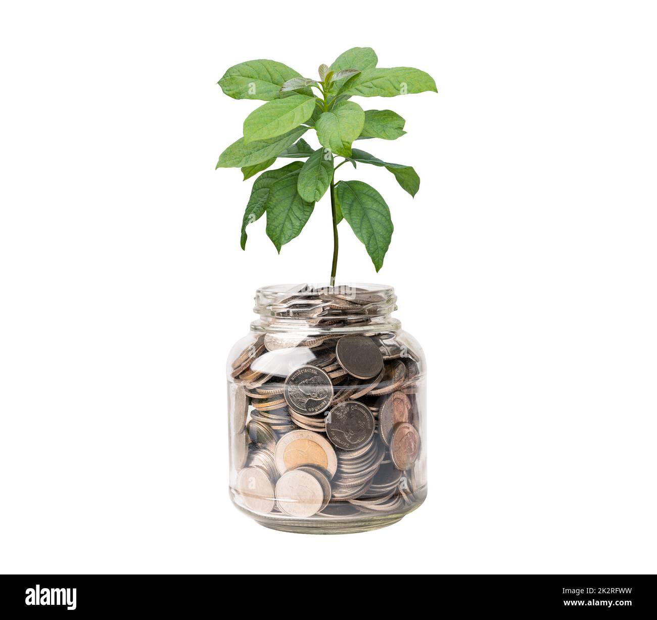 Tree plumule leaf on save money coins, Business finance saving banking ...