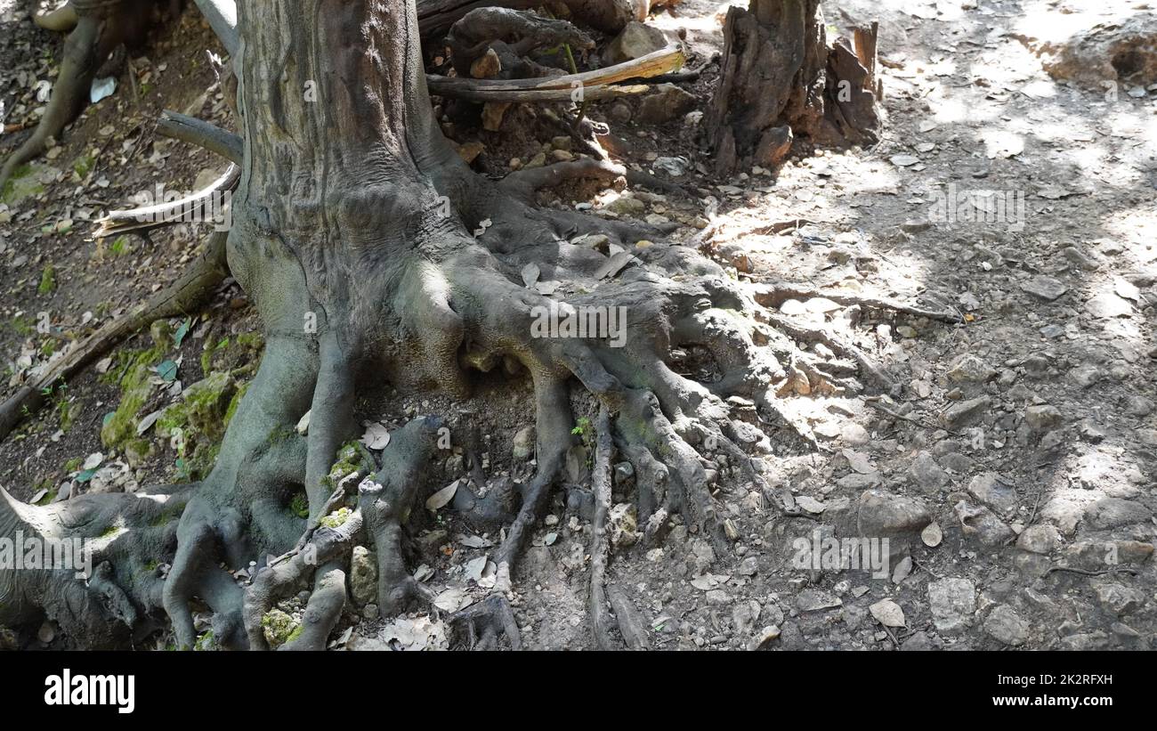 Tree with twisted roots in a forest. Bare twisted old tree roots on ...
