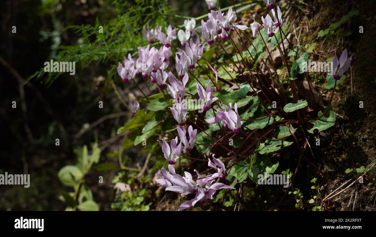 Cyclamen persicum grows in a forest in Israe Stock Photo - Alamy