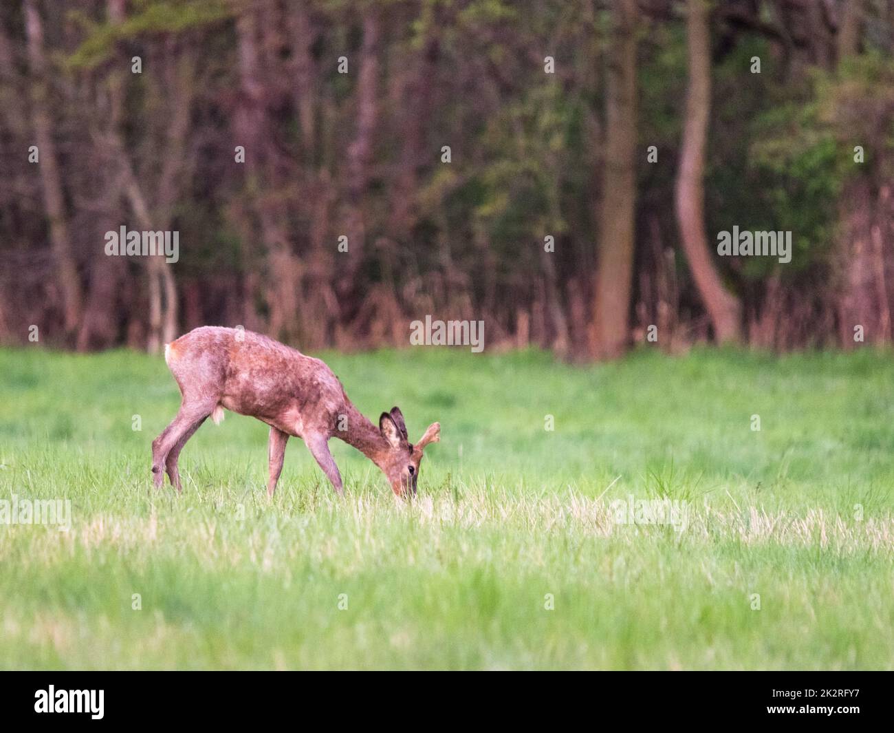 Young roe deer with growing antler grazing grass on the meadow Stock ...