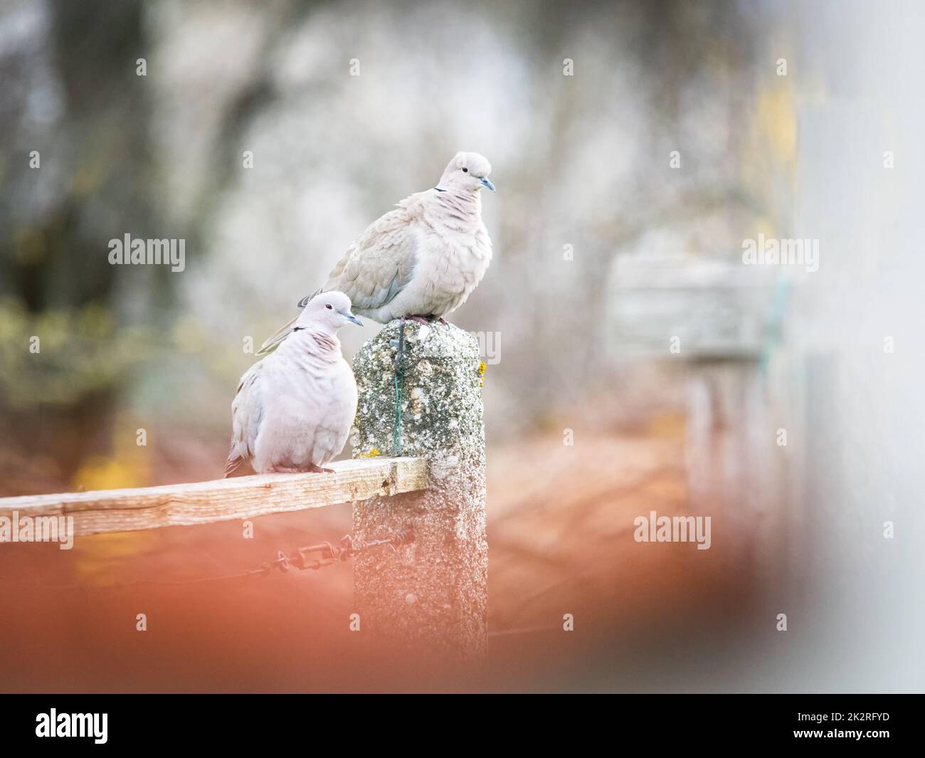 Two Pigeons Perching On Pole Stock Photo - Alamy