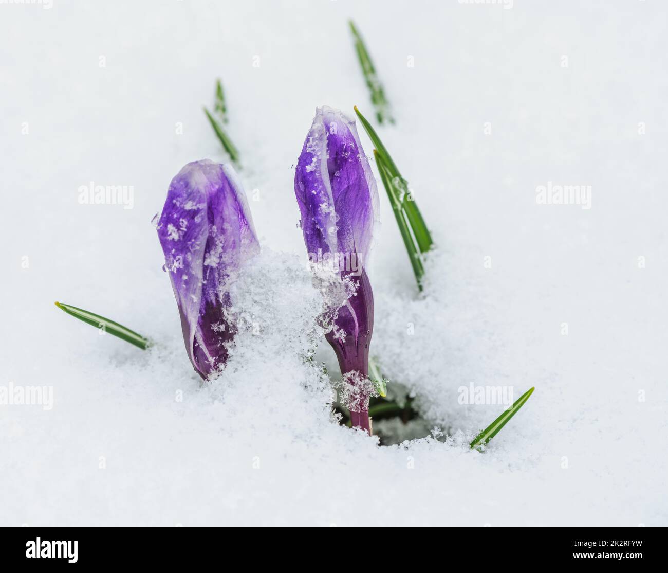 Purple bud hi-res stock photography and images - Alamy