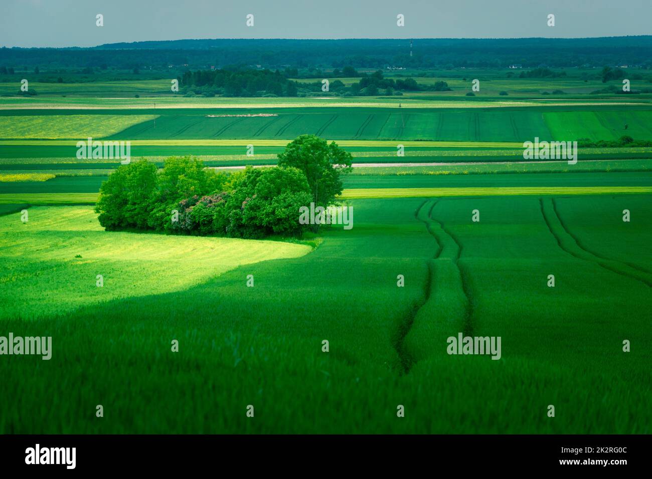 Green farmland and a group of trees Stock Photo - Alamy