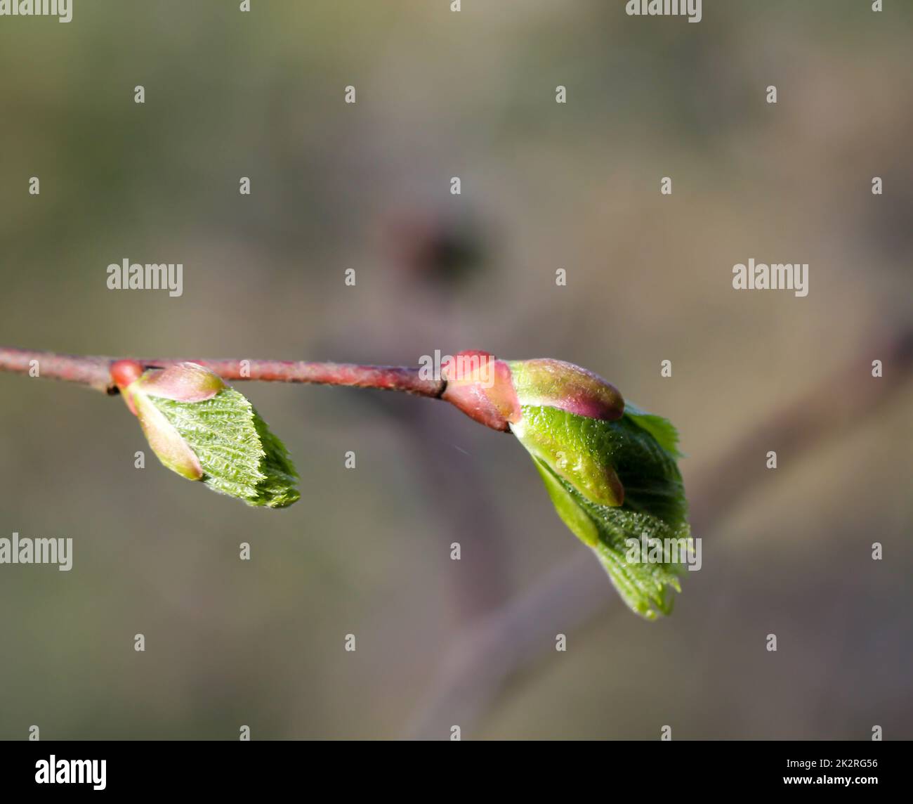A close-up of a shoot of a tree in spring Stock Photo - Alamy