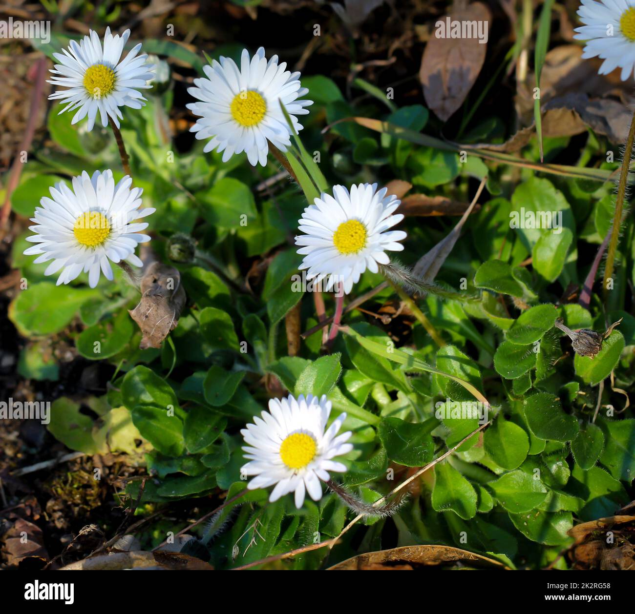 Yellow crown daisies hi-res stock photography and images - Alamy