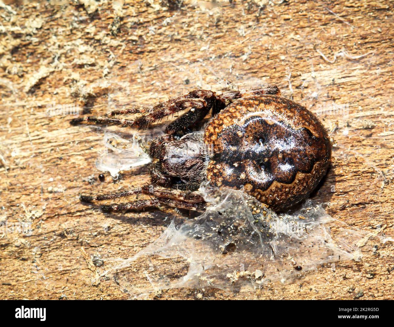 Close up of a crevice cross spider sitting on a piece of tree bark ...