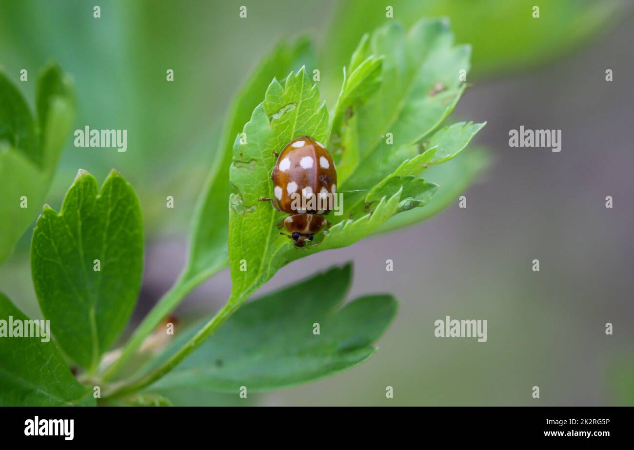 A red ladybug with many white dots on the cover wings on a leaf Stock ...