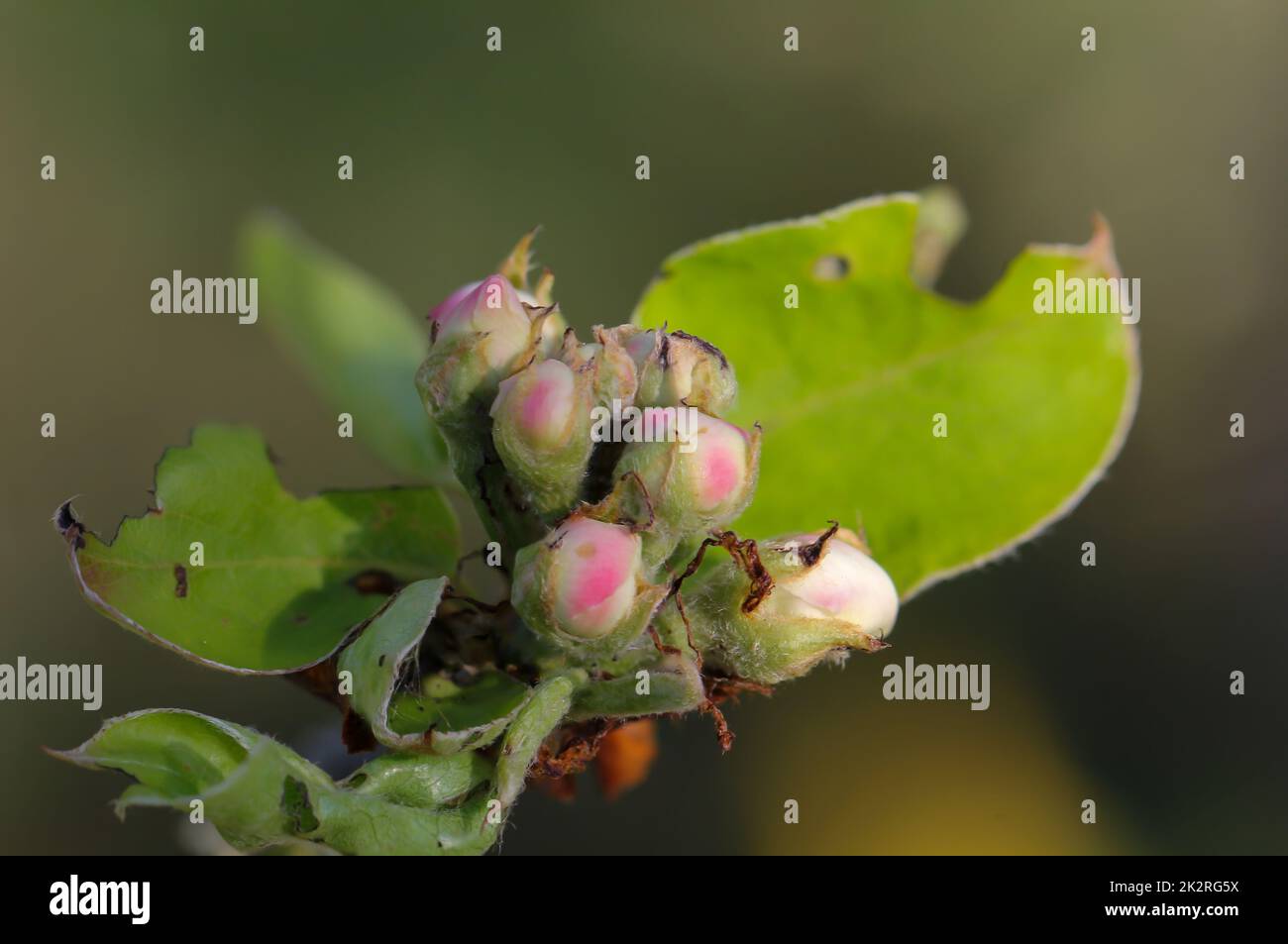 The pink blossoms of a fruit tree in spring Stock Photo - Alamy