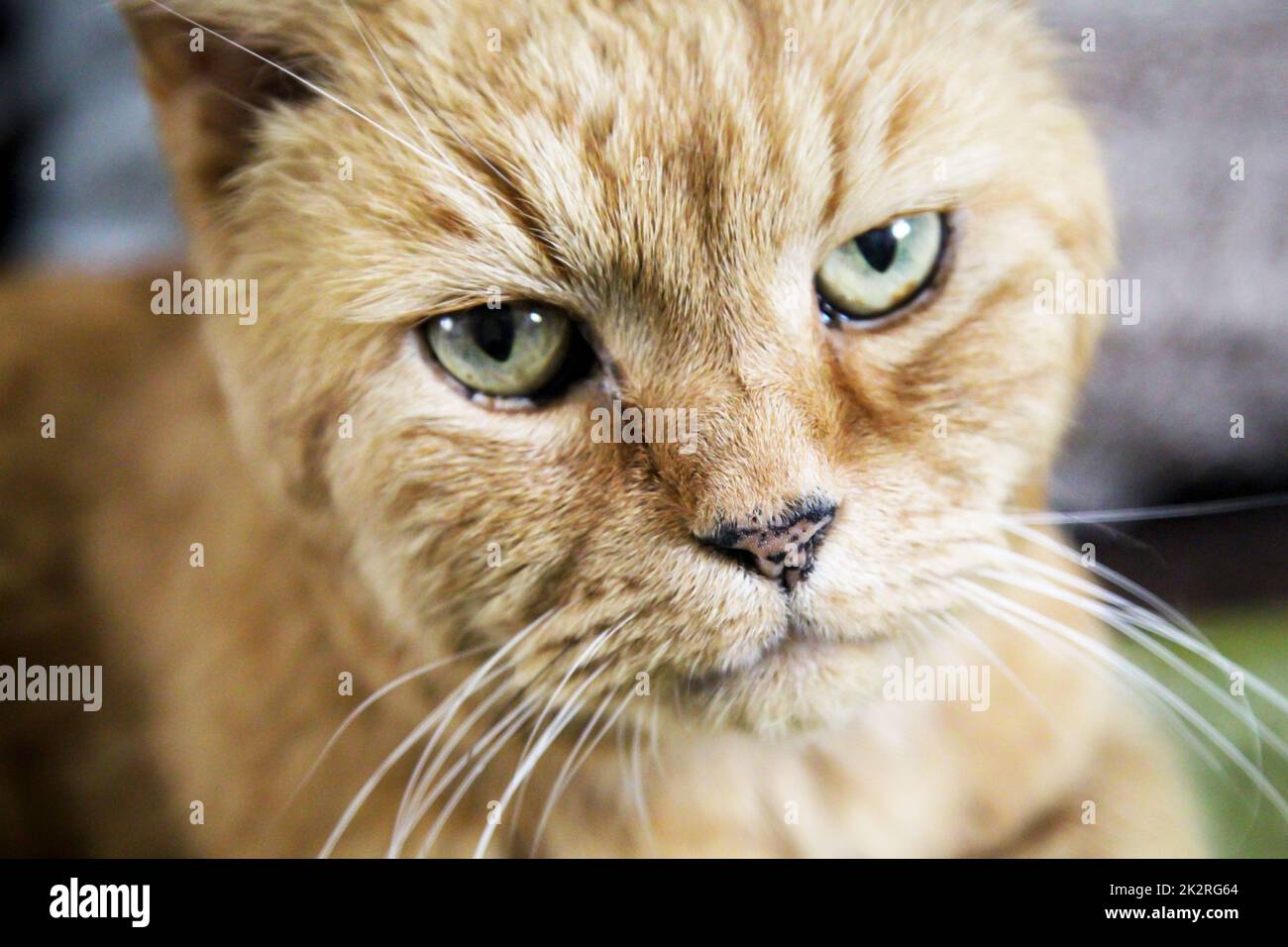 Portrait of a cat with red-brown fur Stock Photo - Alamy