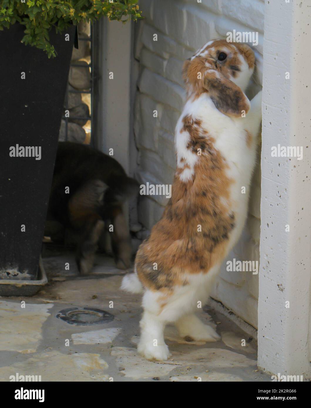 A portrait, close-up of a dwarf rabbit Stock Photo - Alamy