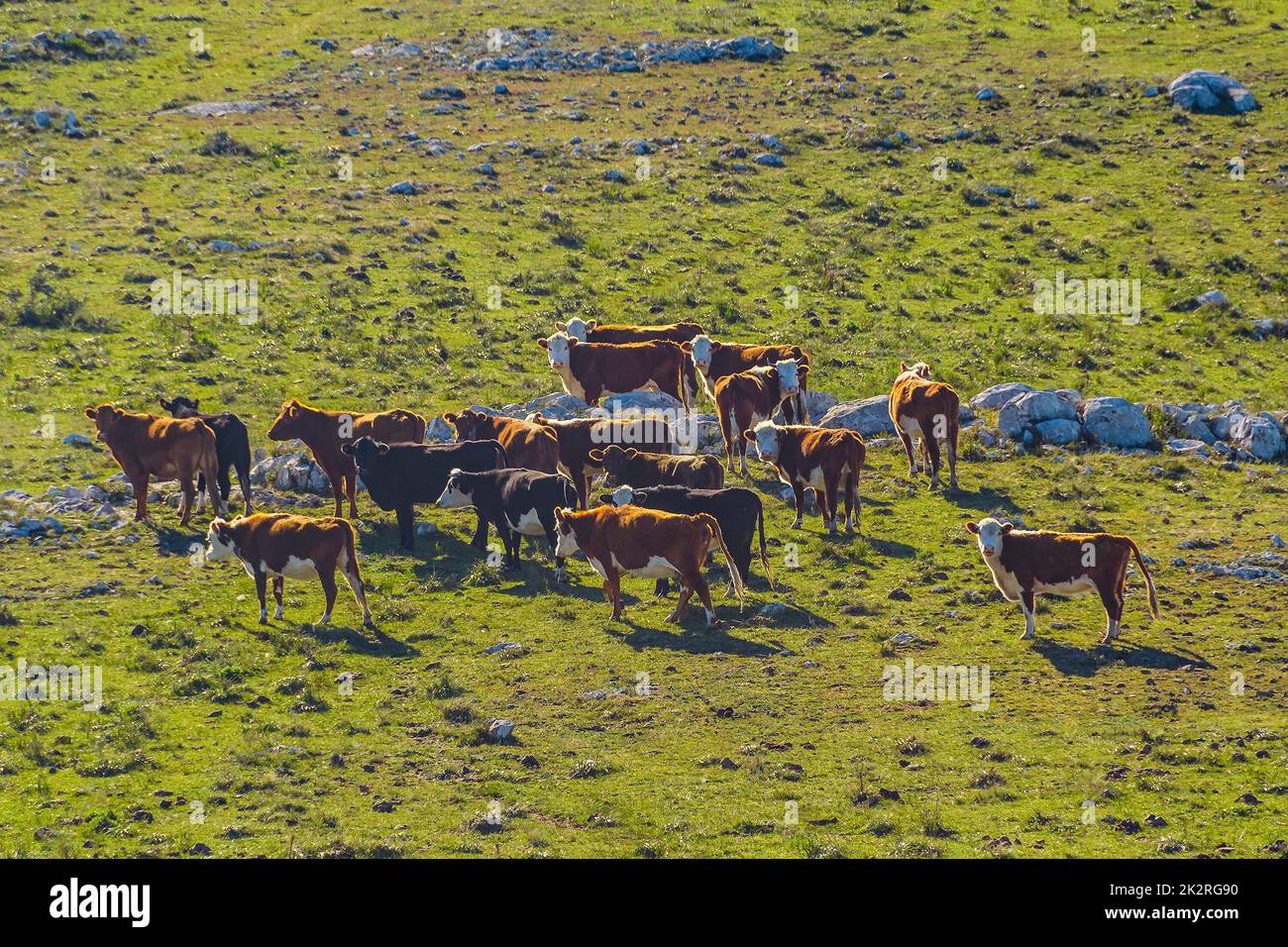 Group of Cows at Field, Uruguay Stock Photo - Alamy