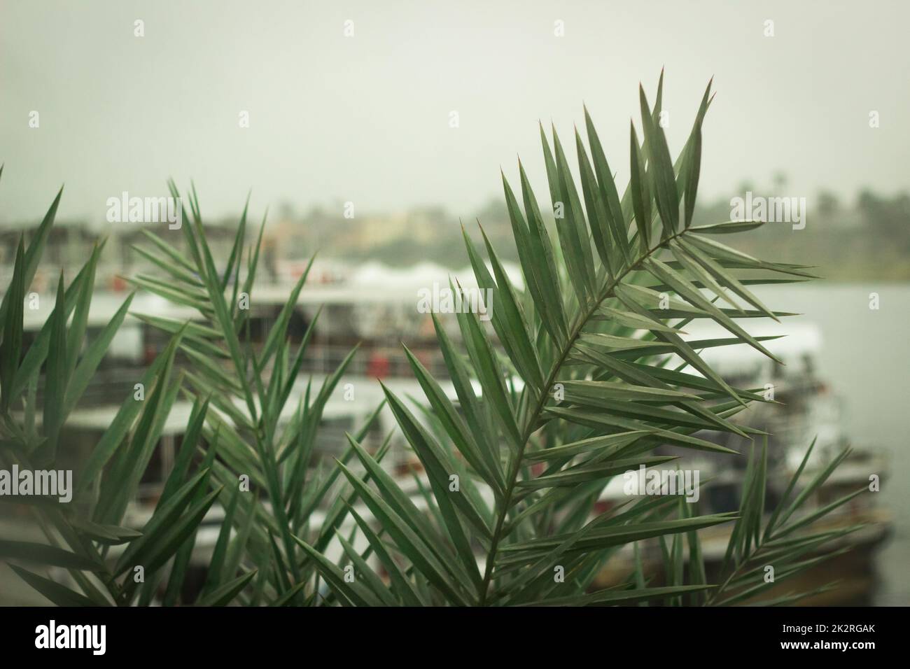A palm tree bye the sea, with a background of a yacht, close-up Stock ...