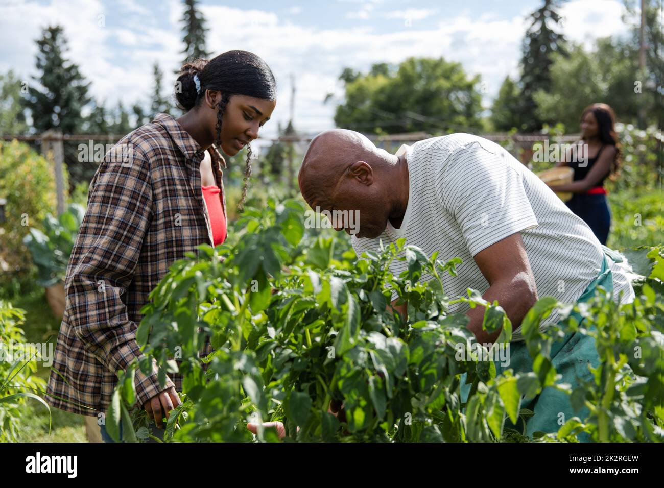 Black People Gardening