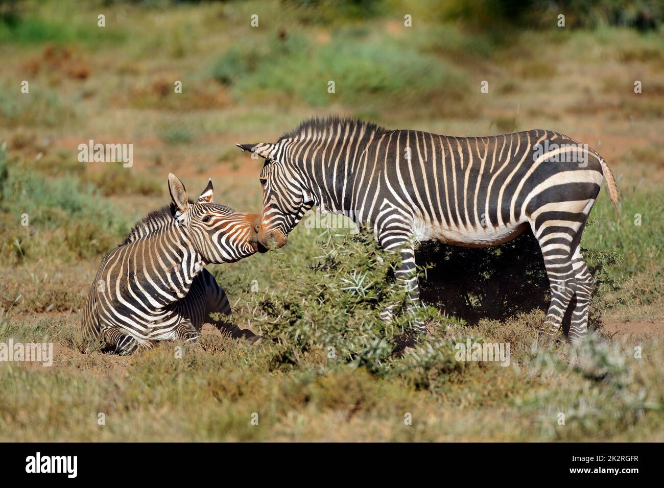 Cape mountain zebras in natural habitat Stock Photo - Alamy