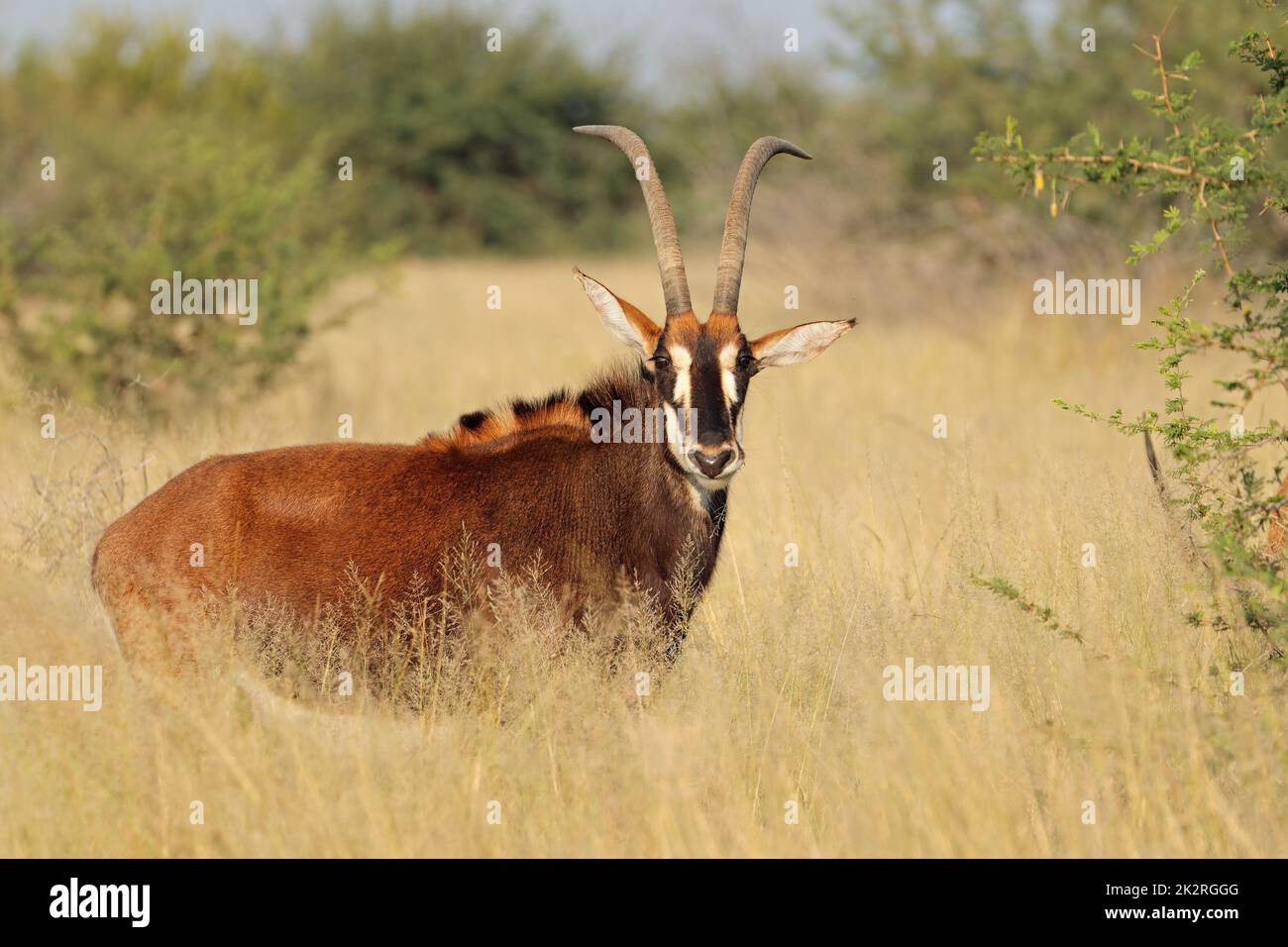 Sable antelope in natural habitat Stock Photo - Alamy