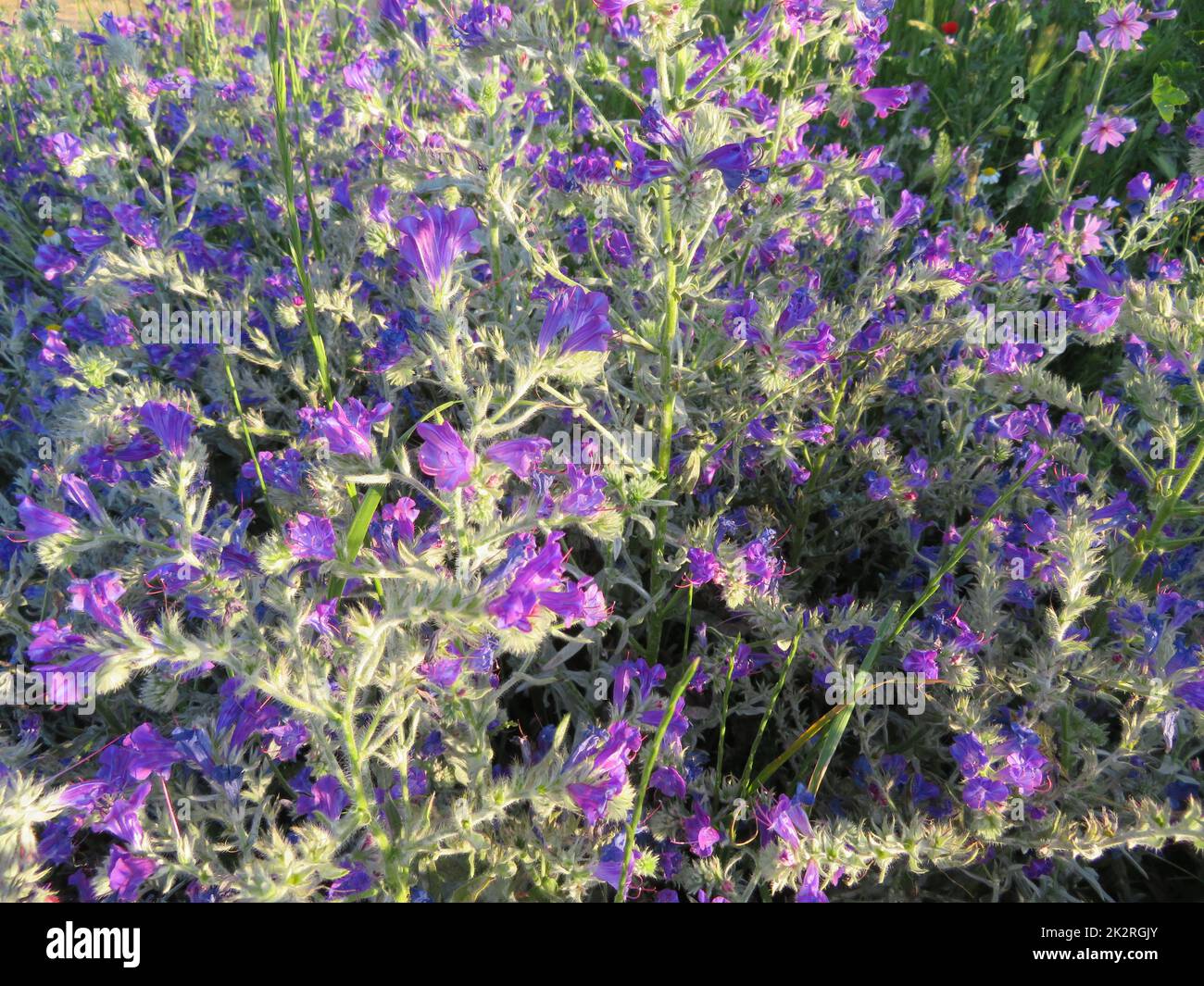 flowers plants colors smell natural spring rural joy countryside Stock ...