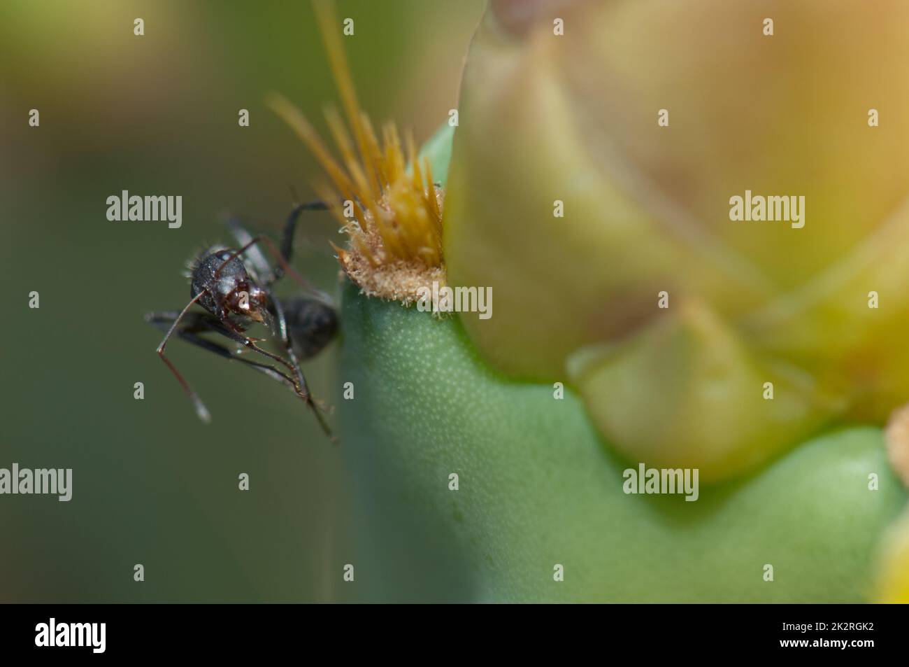 Carpenter ant grooming on a prickly pear Stock Photo - Alamy